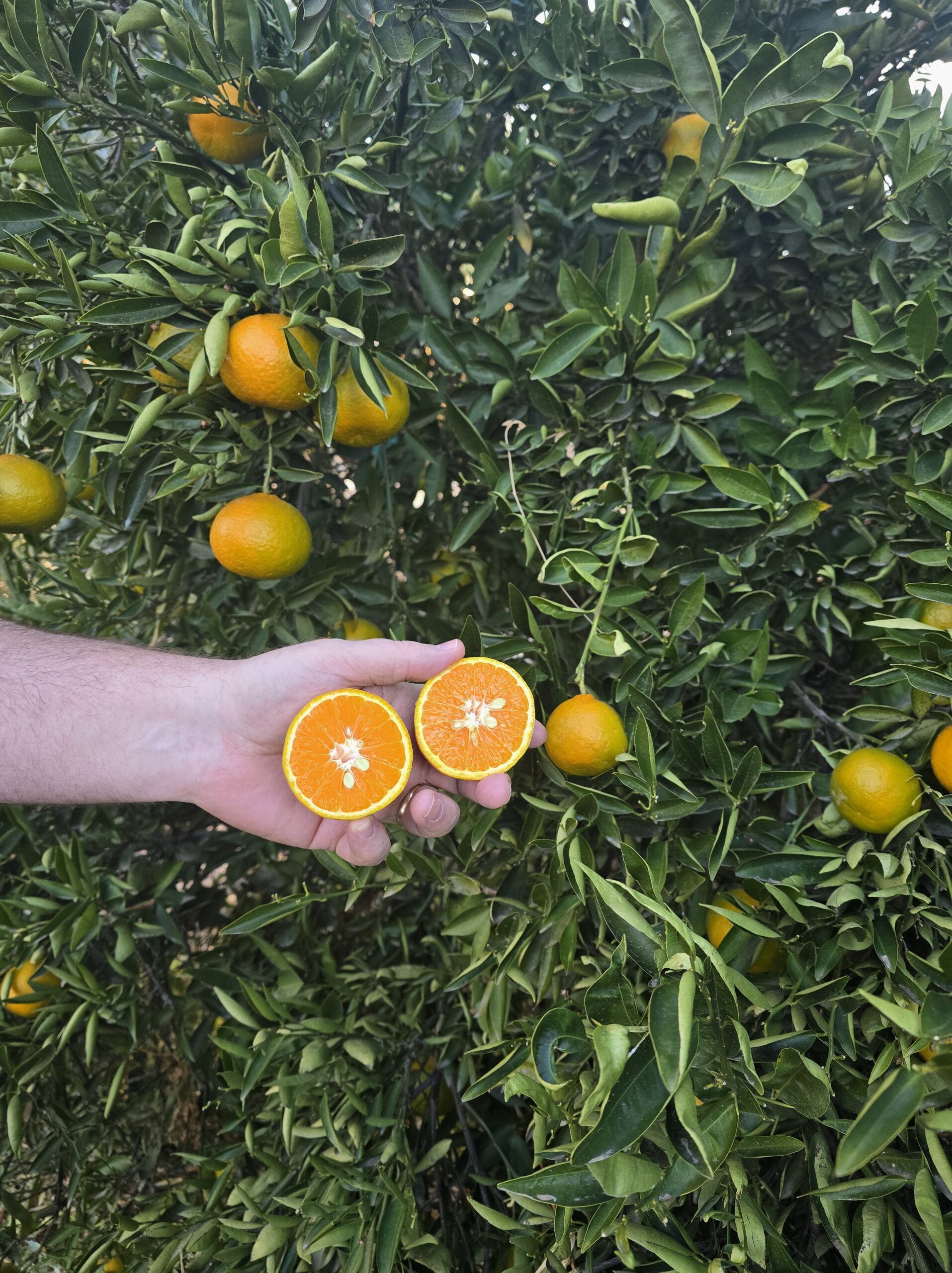 Home - Cold Hardy Citrus