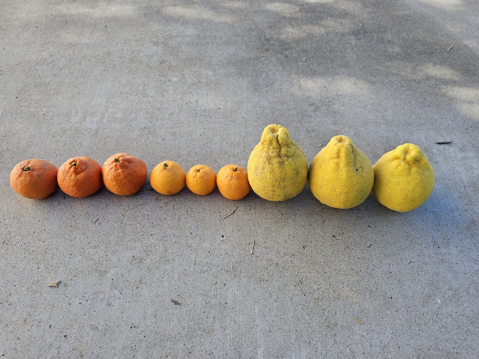 Home - Cold Hardy Citrus